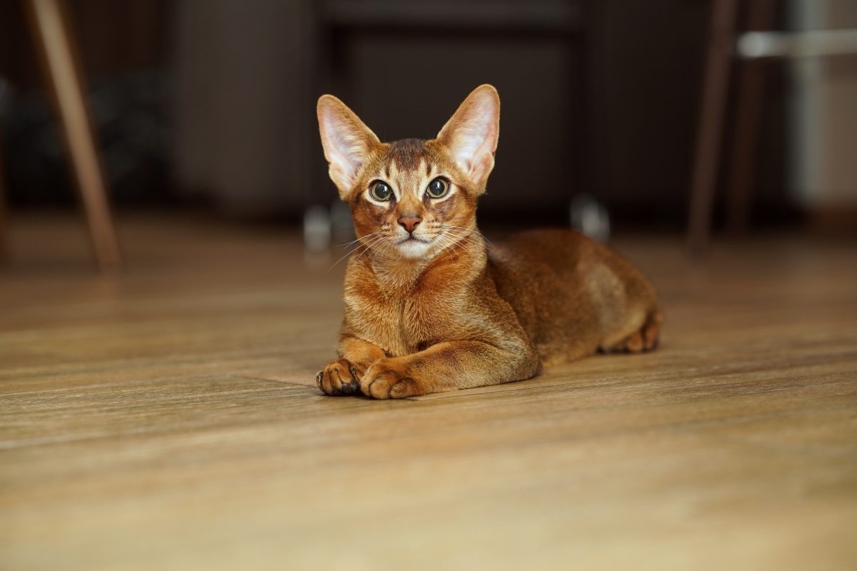 L'Abyssin : un chat énergique et curieux qui ne vous laissera pas ...